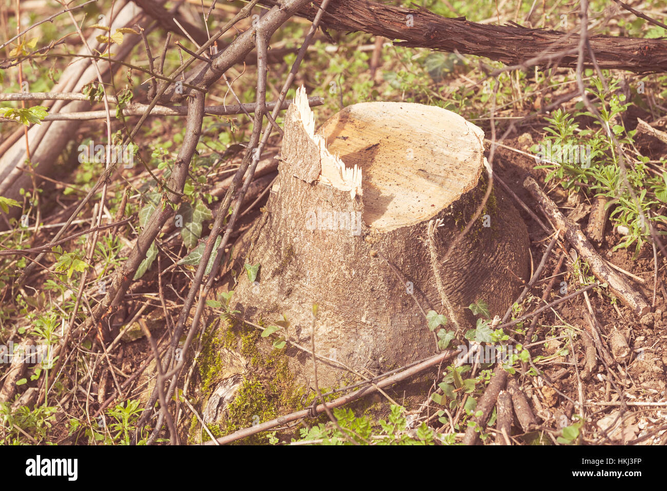a stump in the forest with grass around, note shallow depth of field ...