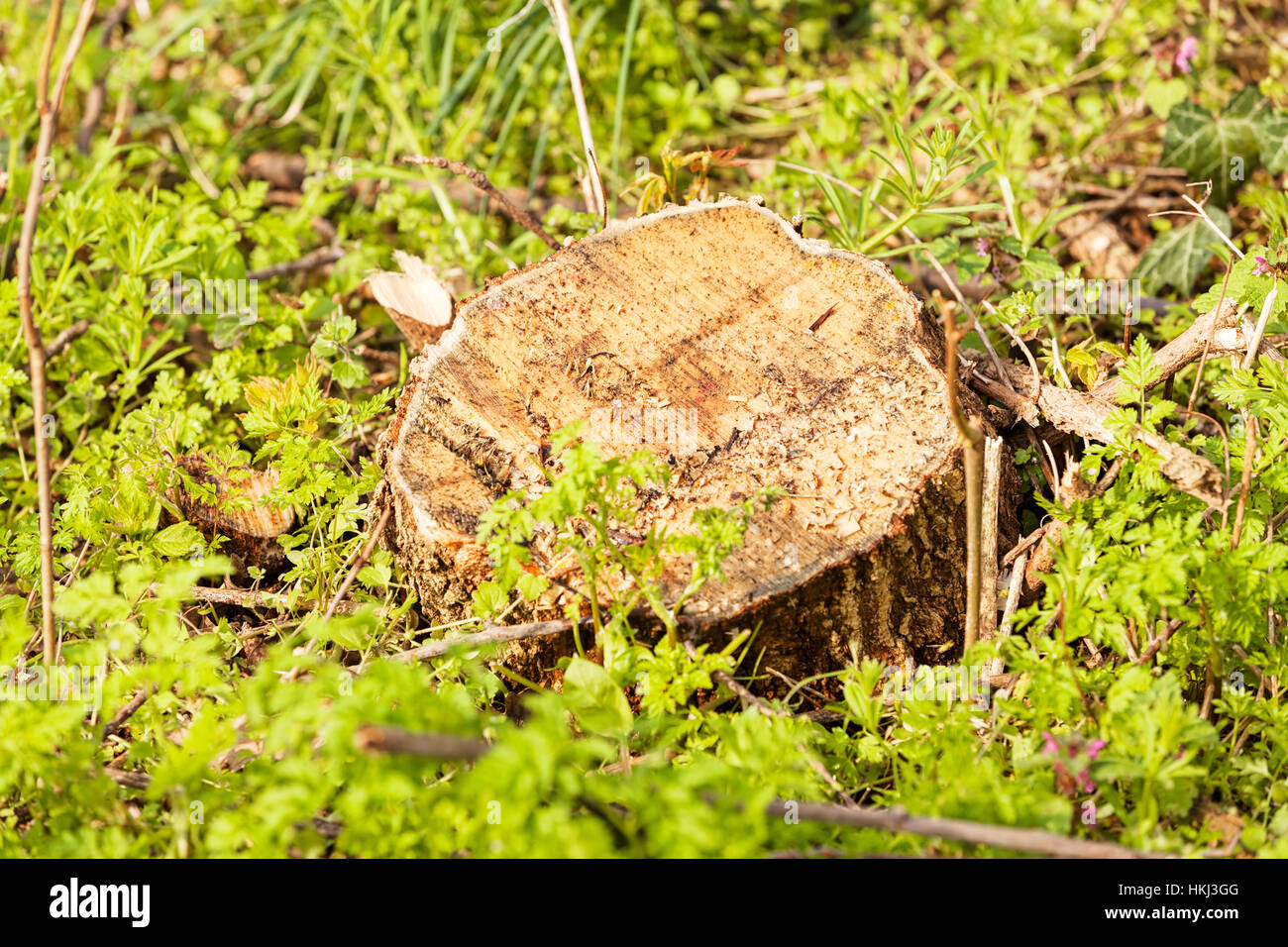 a stump in the forest with grass around, note shallow depth of field ...
