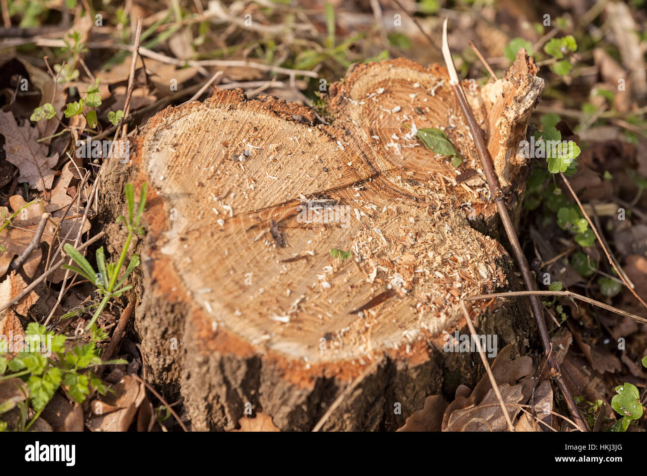 a stump in the forest with grass around, note shallow depth of field ...