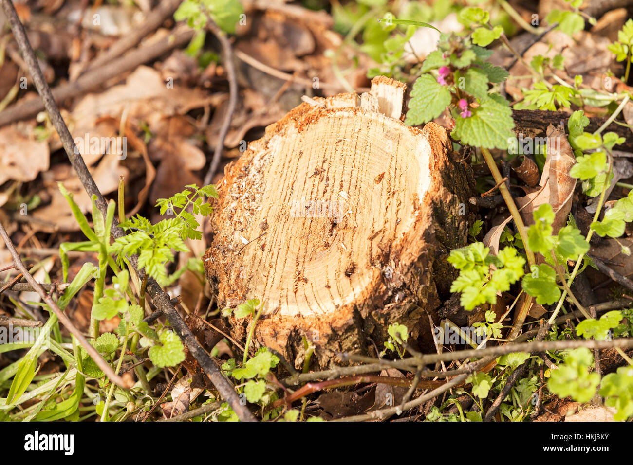 a stump in the forest with grass around, note shallow depth of field ...