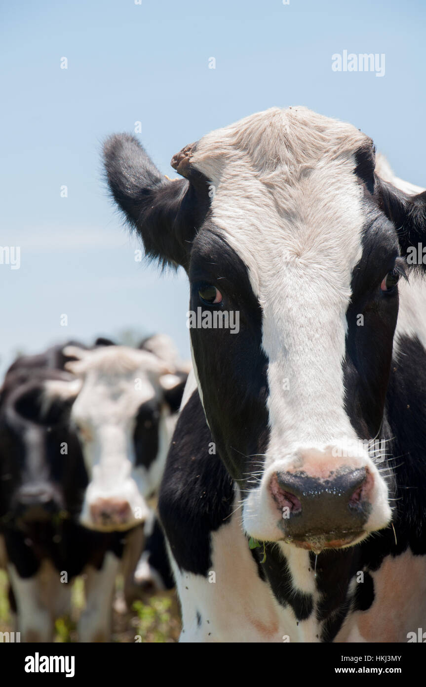 Dairy cow side view hi-res stock photography and images - Alamy