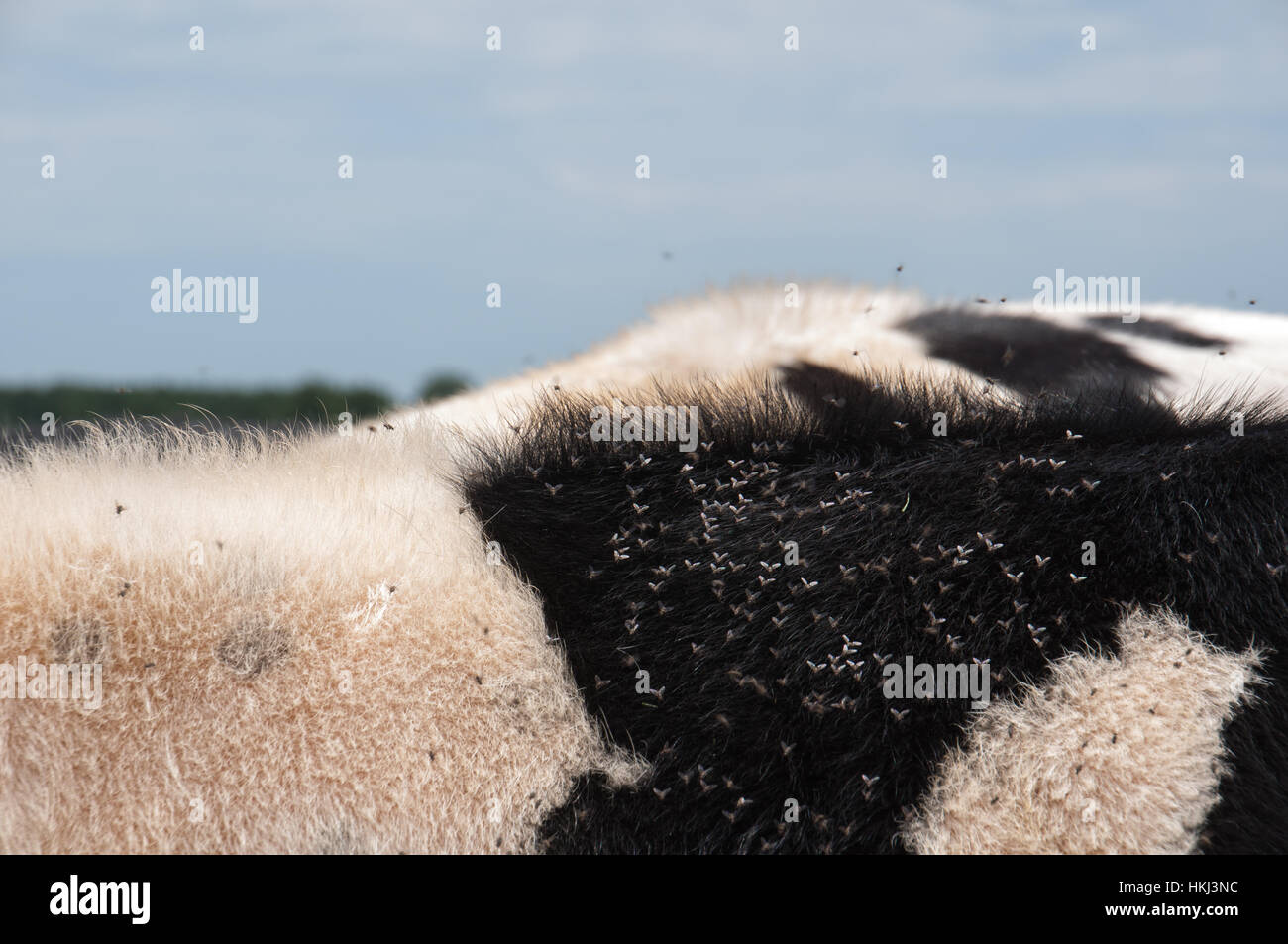 nature over nature, the constant moving habitat of bugs Stock Photo - Alamy