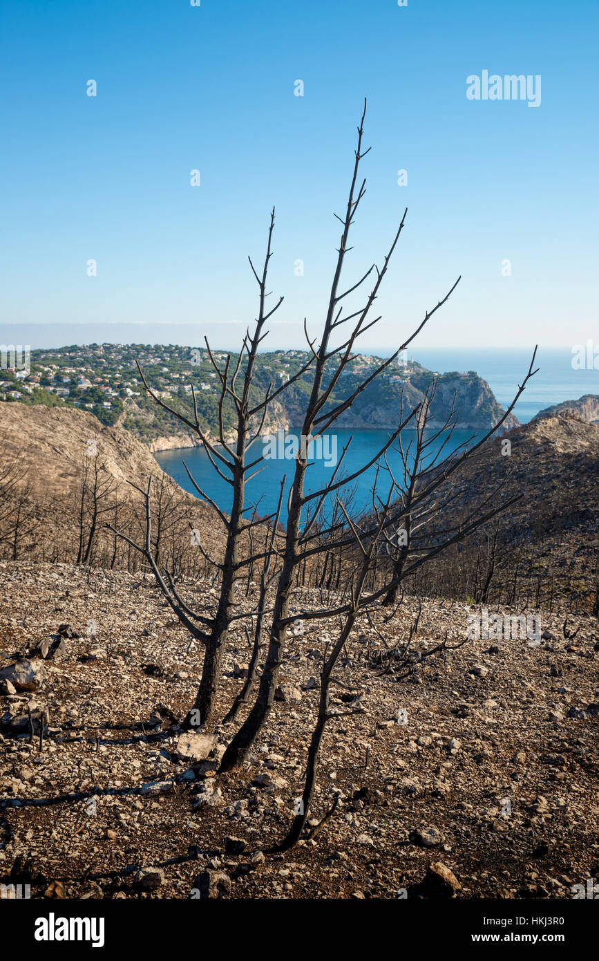 Aftermath of the devastating forest fire that destroyed a Mediterranean ...
