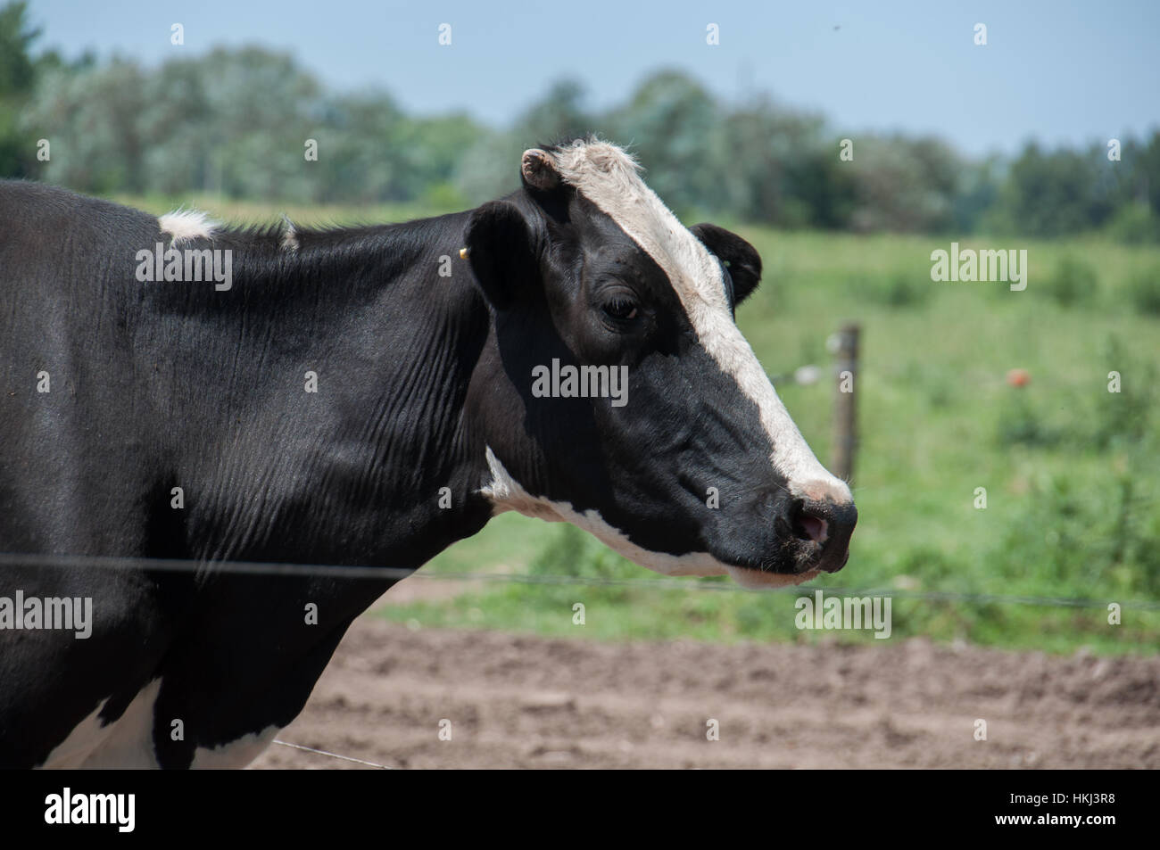 Dairy cow side view hi-res stock photography and images - Alamy