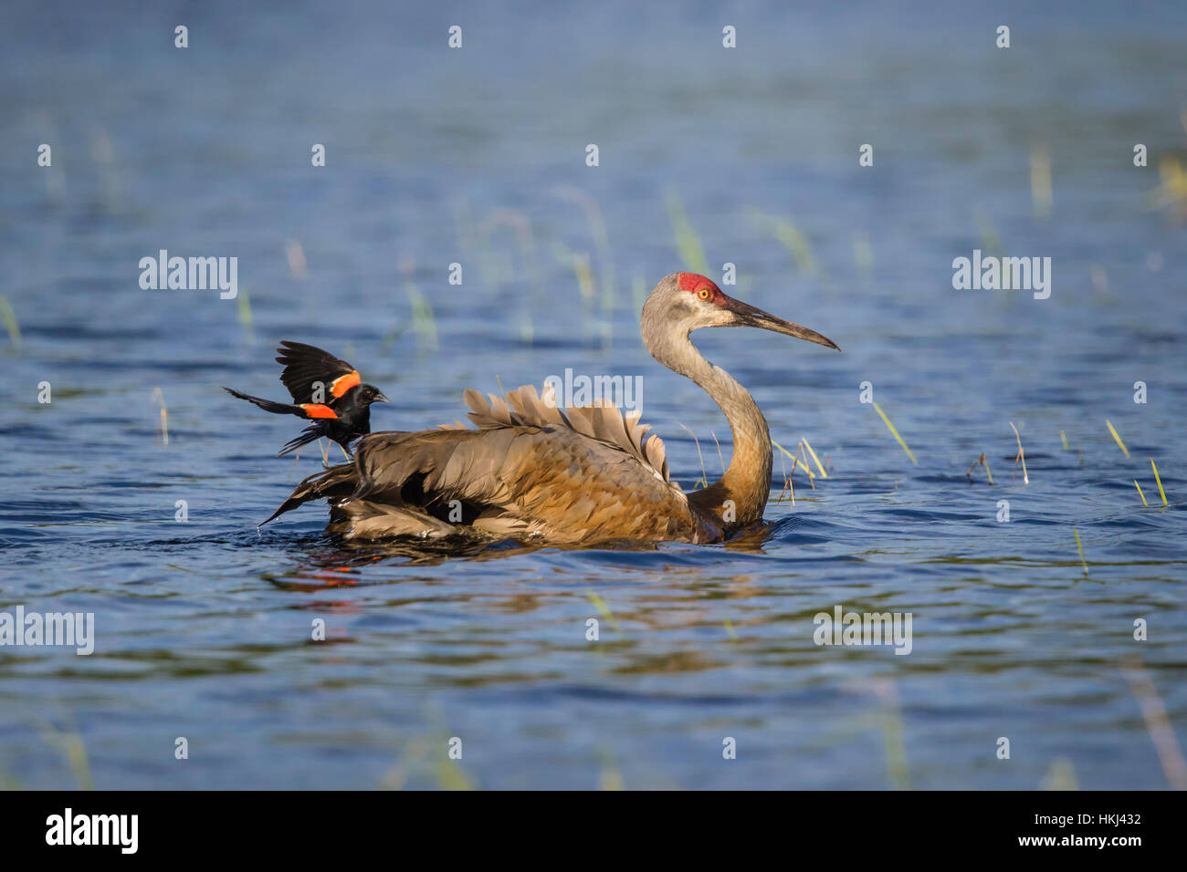 Red-winged blackbird attacking a sandhill crane Stock Photo - Alamy