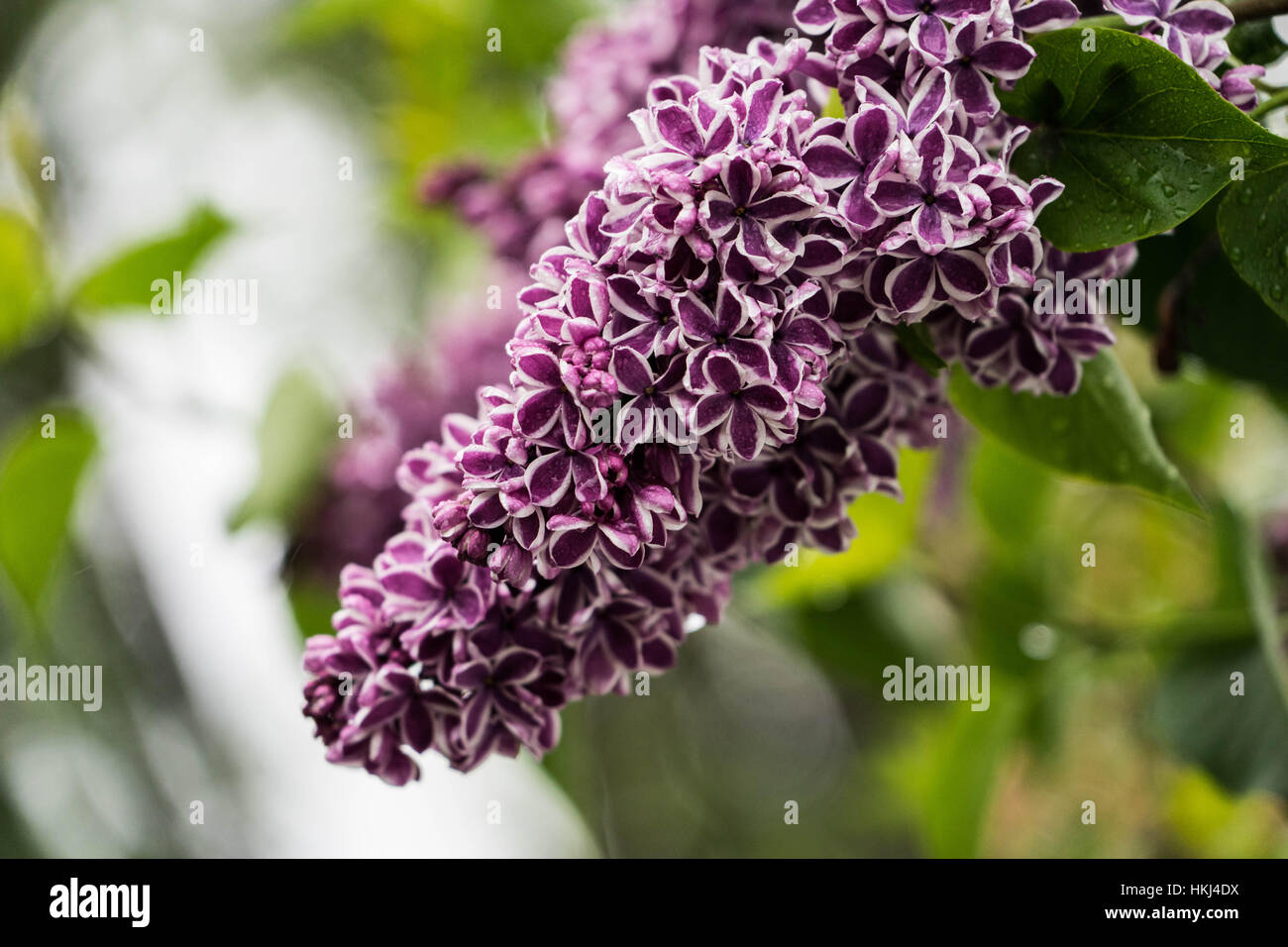 Summer flowers in alberta hi-res stock photography and images - Alamy