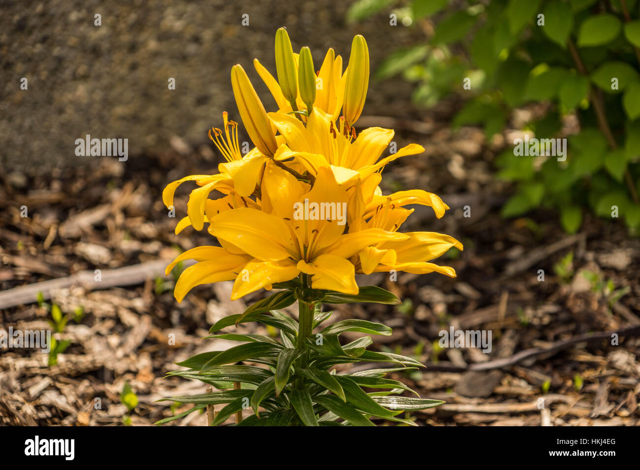 Flowers in Central Alberta, Canada Stock Photo - Alamy