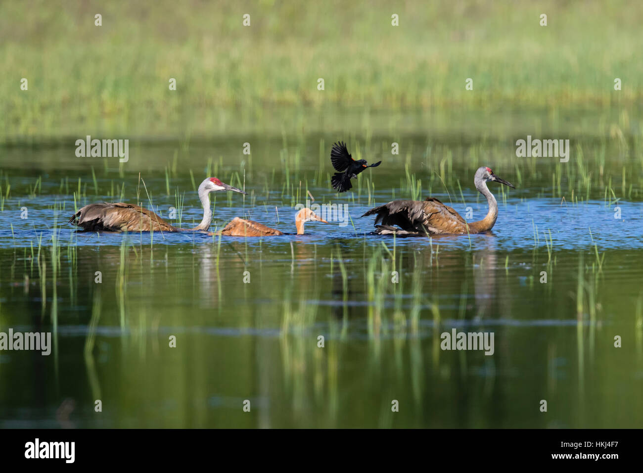 Sandhill crane family being attacked by a male red-winged blackbird ...
