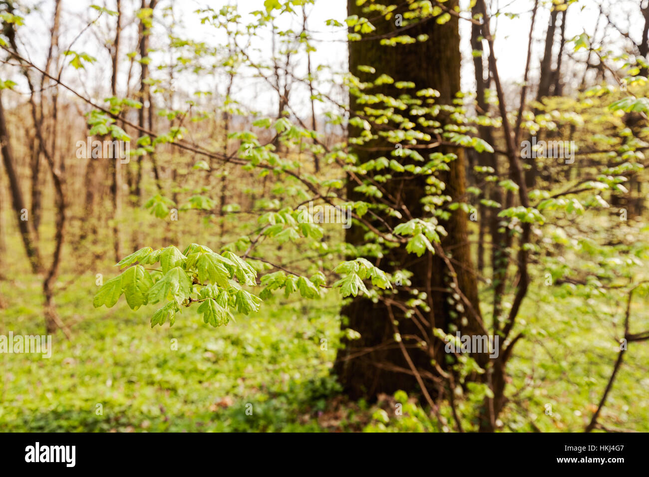 trees in the forest in the spring, note shallow depth of field Stock ...