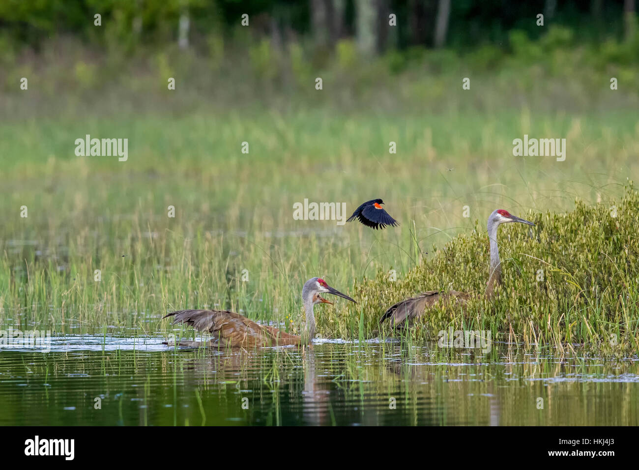 Sandhill crane family being attacked by a red-winged blackbird Stock ...