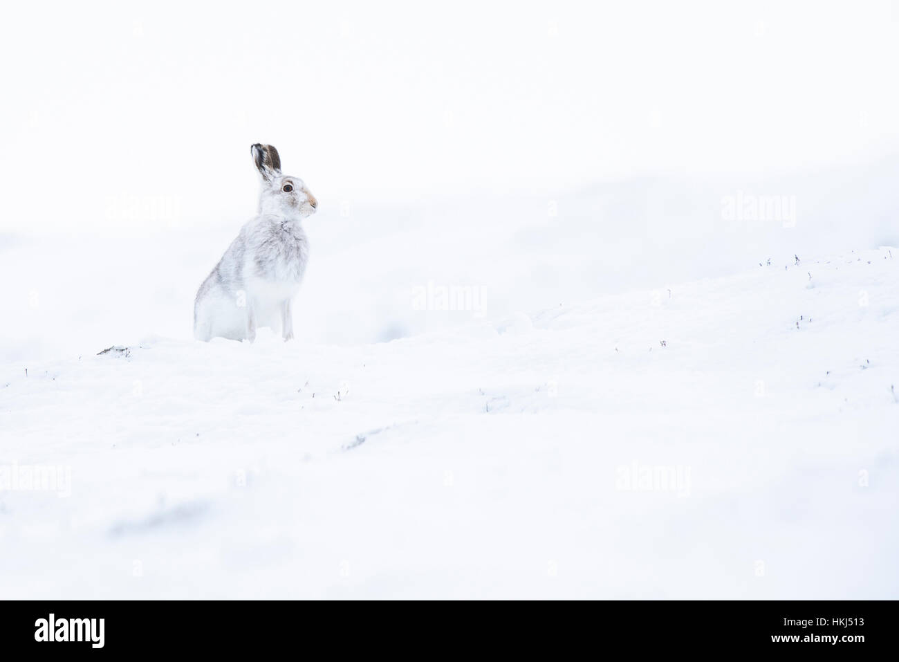 Mountain hare (Lepus timidus) in the snow, winter coat, Cairngroms ...