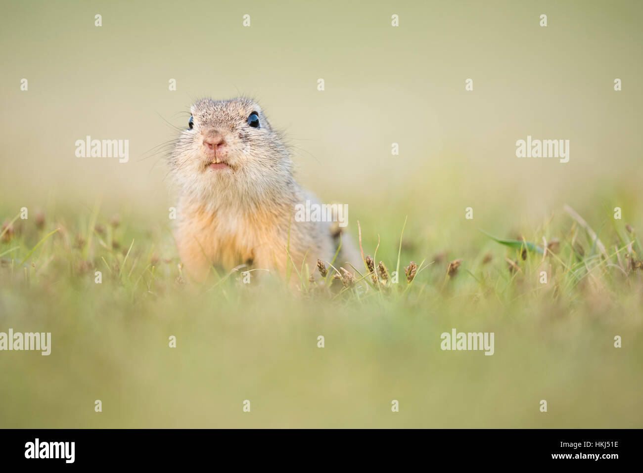 Suslik (Spermophilus) in meadow, National Park Lake Neusiedl, Seewinkel ...