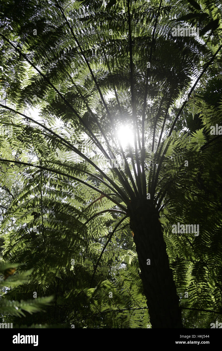 Tree fern in William Ricketts Sanctuary in Sherbrooke Forest in the ...