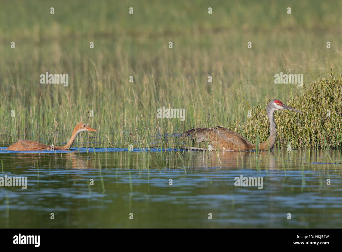 Bog swimming hi-res stock photography and images - Alamy