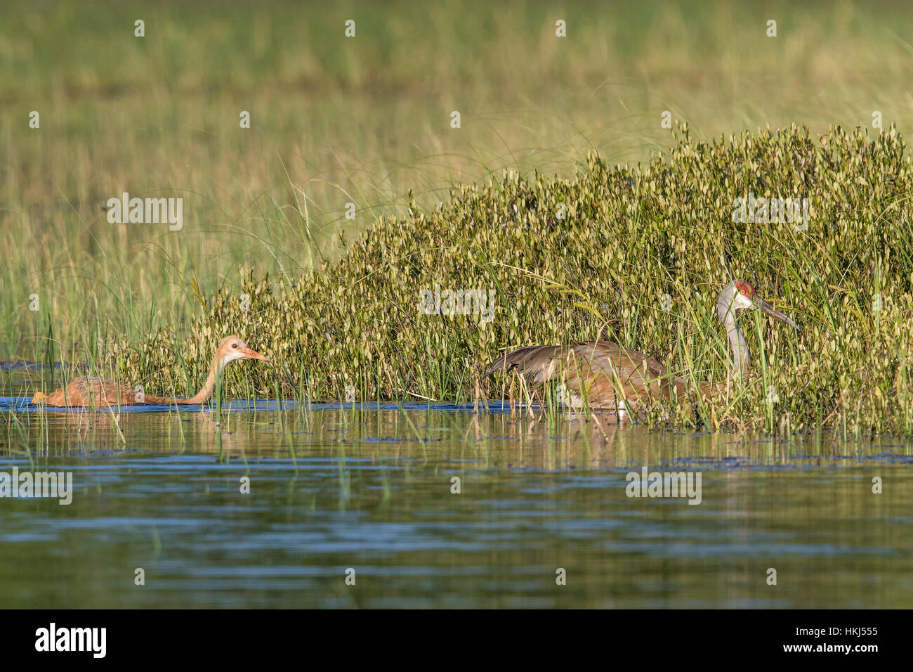 Bog swimming hi-res stock photography and images - Alamy