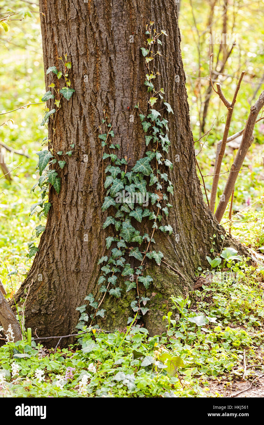 tree covered with climber, note shallow depth of field Stock Photo - Alamy