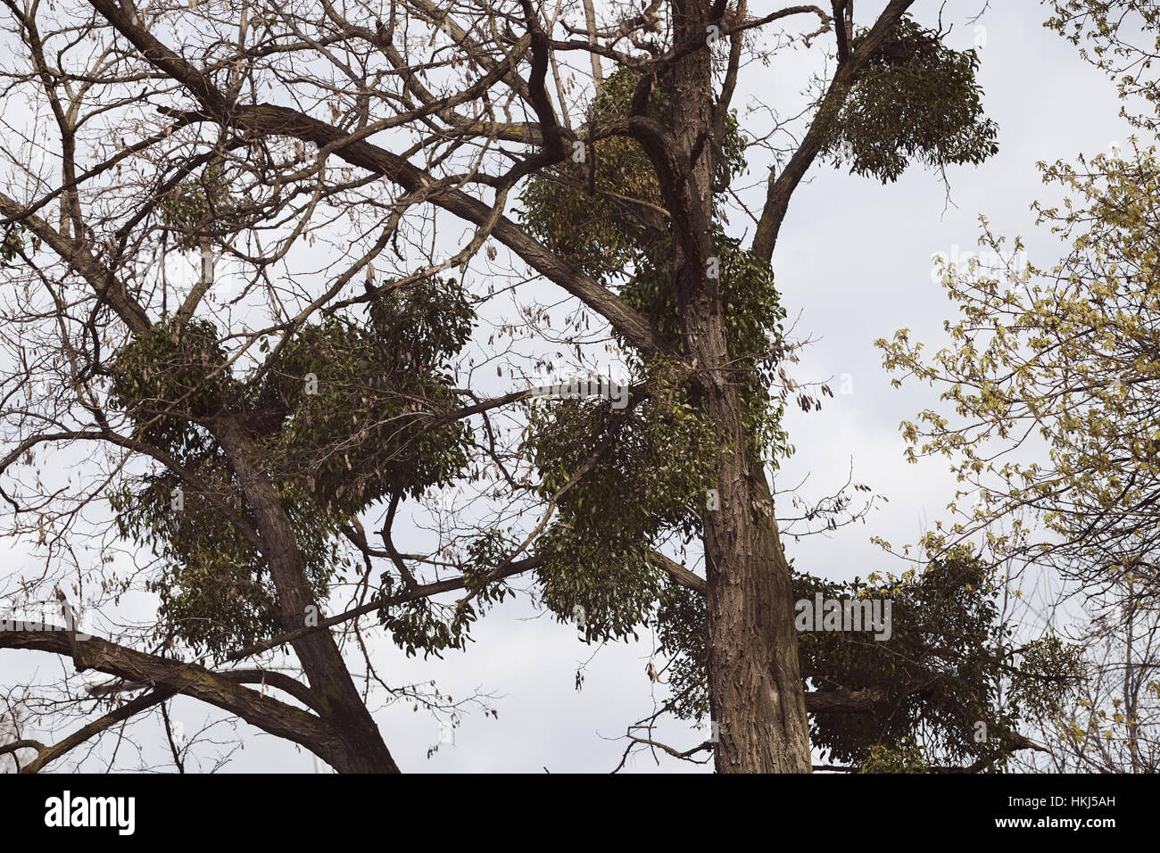 unusual tree branches in nature, note shallow depth of field Stock ...