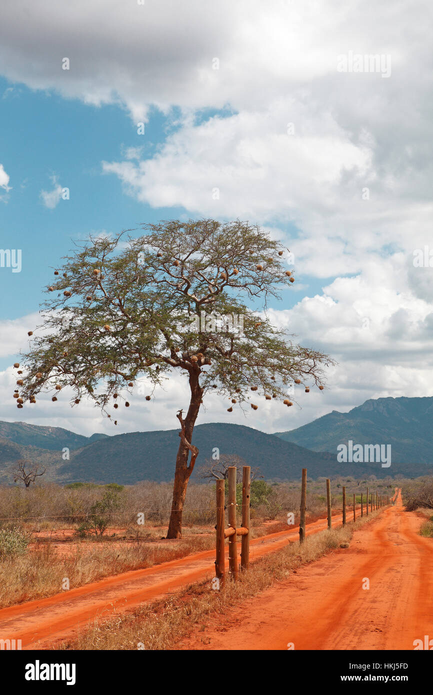 Kenyan Birds High Resolution Stock Photography and Images - Alamy