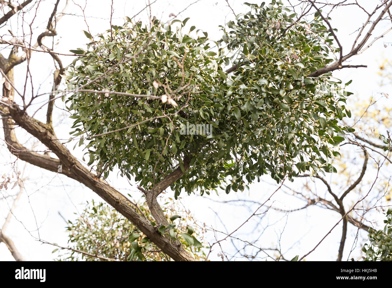 unusual tree branches in nature, note shallow depth of field Stock ...