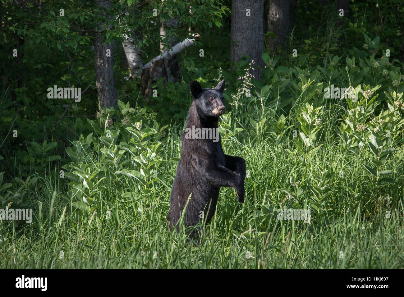 Bear standing up hi-res stock photography and images - Alamy