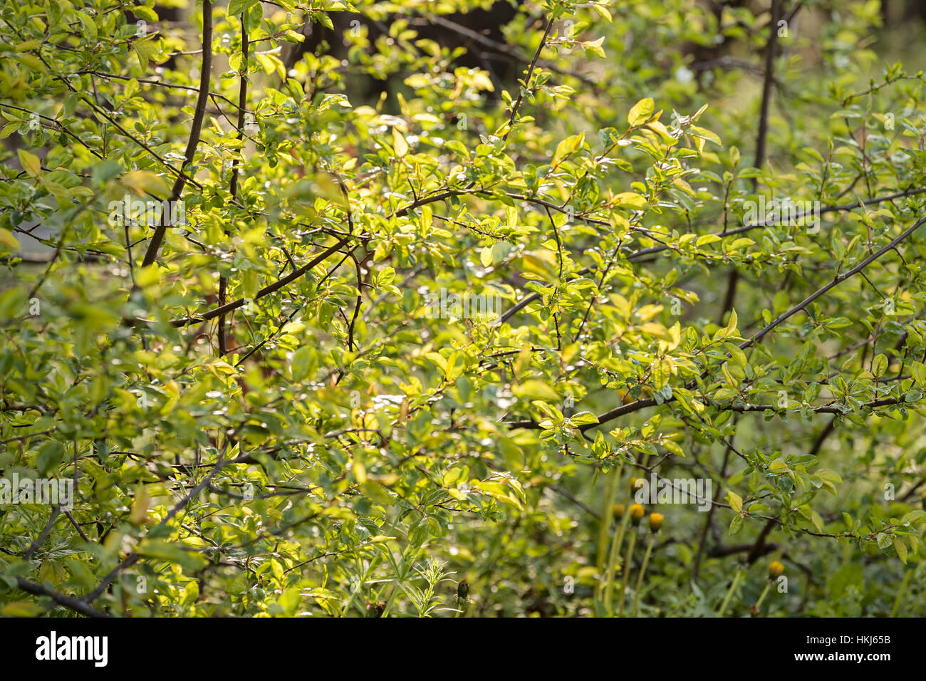 green crown of tree in spring, note shallow depth of field Stock Photo ...
