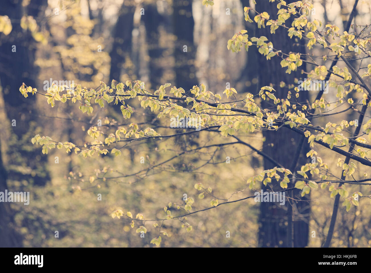 green forest in the spring, note shallow depth of field Stock Photo - Alamy