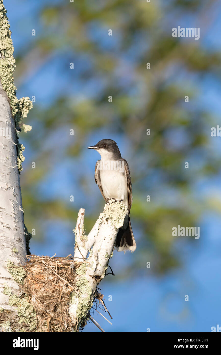 Kingbird nesting hi-res stock photography and images - Alamy