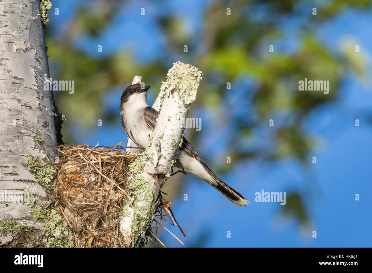 Kingbird nesting hi-res stock photography and images - Alamy