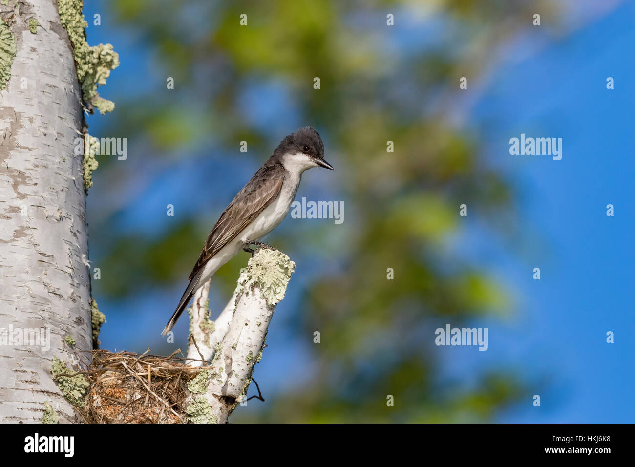 Kingbird nesting hi-res stock photography and images - Alamy