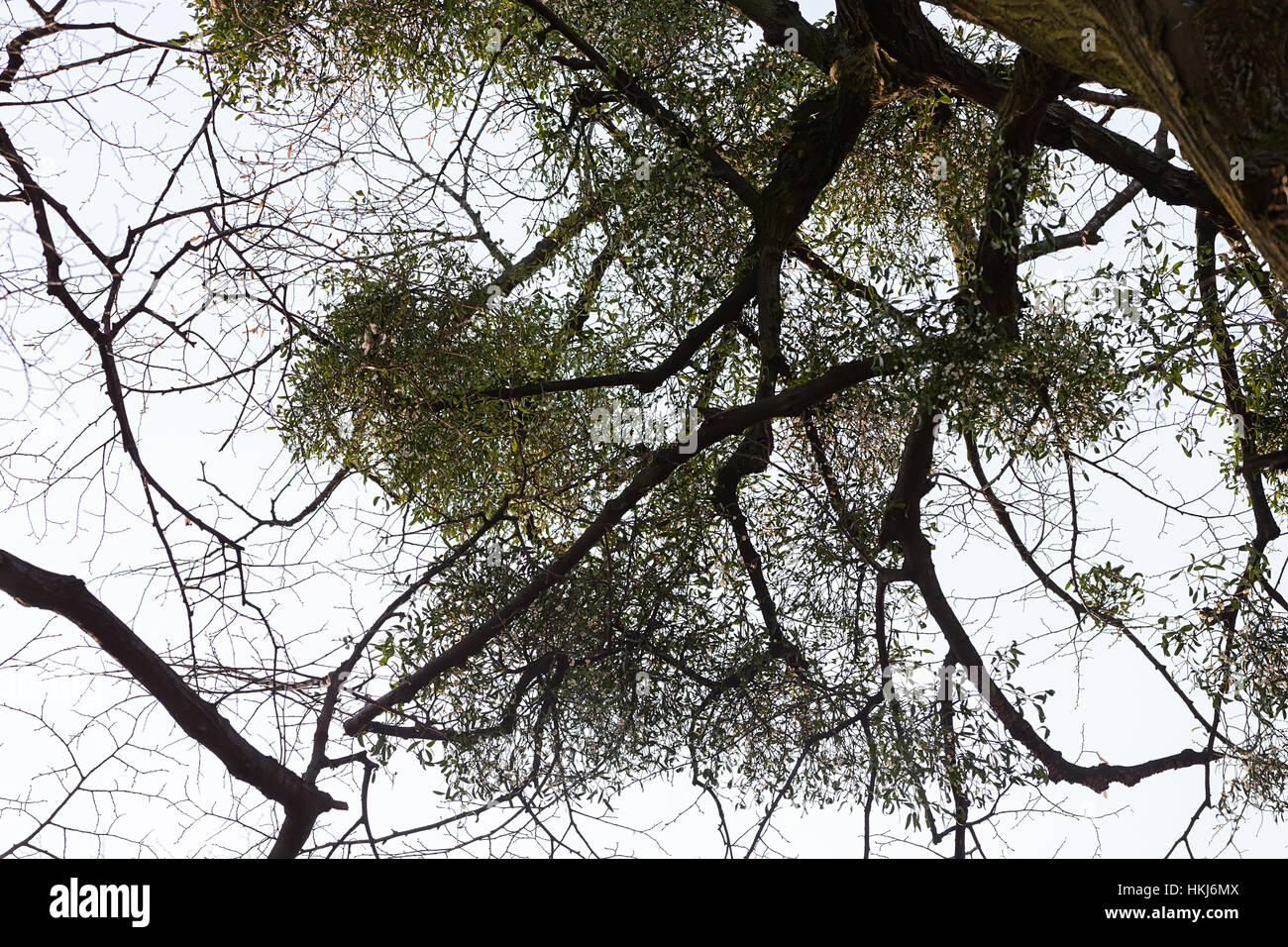 unusual tree branches in nature, note shallow depth of field Stock ...
