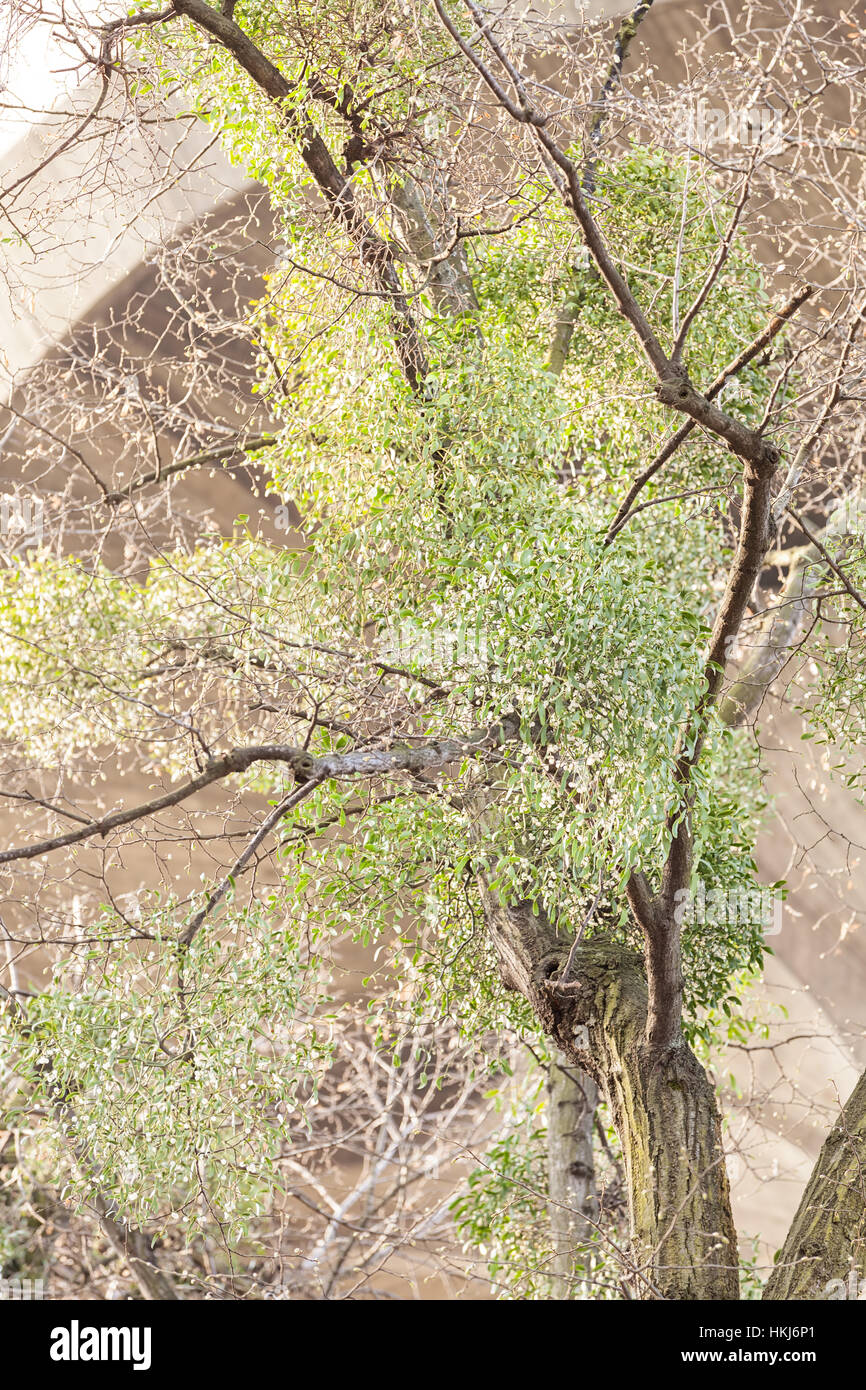 unusual tree branches in nature, note shallow depth of field Stock ...