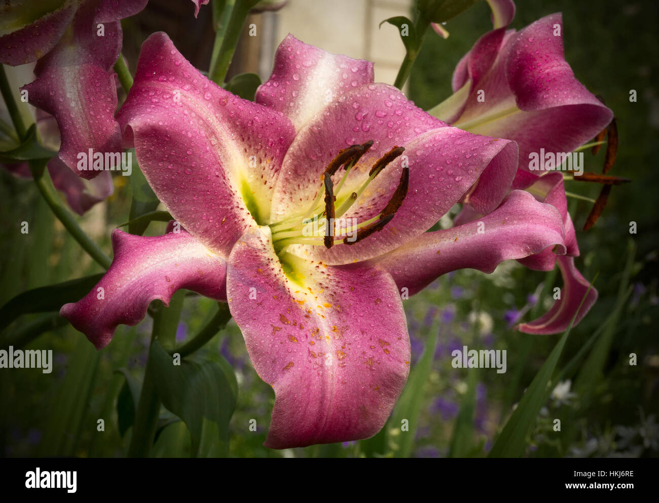 Red lily close-up Stock Photo - Alamy