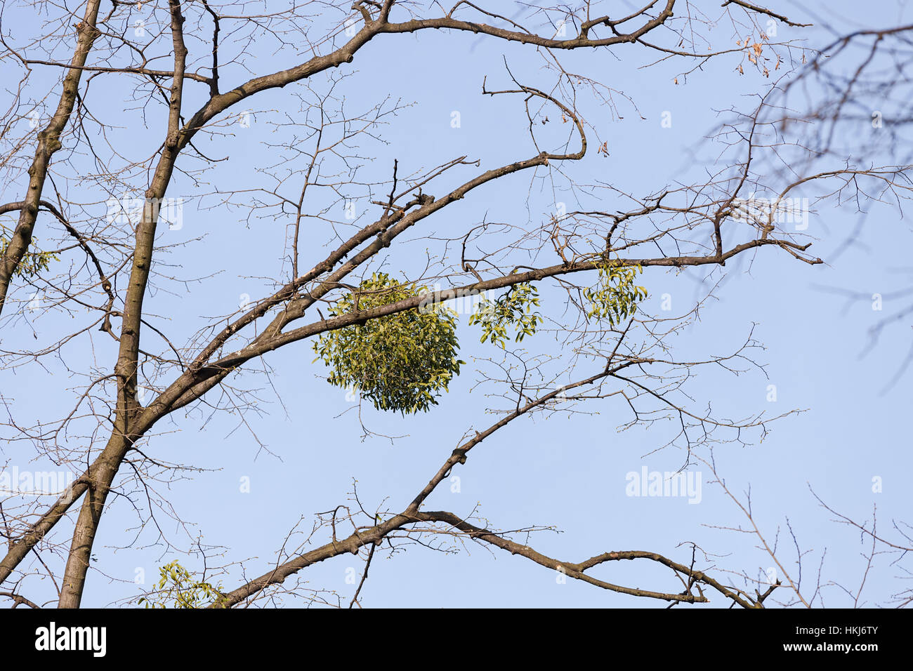 unusual tree branches in nature, note shallow depth of field Stock ...