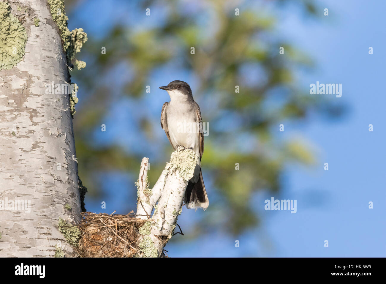 Kingbird nesting hi-res stock photography and images - Alamy
