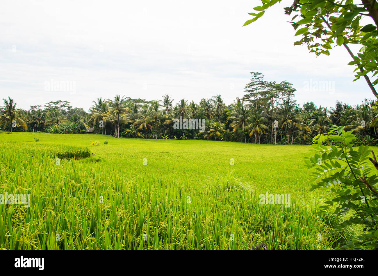 Rice fields of Ubud, Bali Stock Photo - Alamy