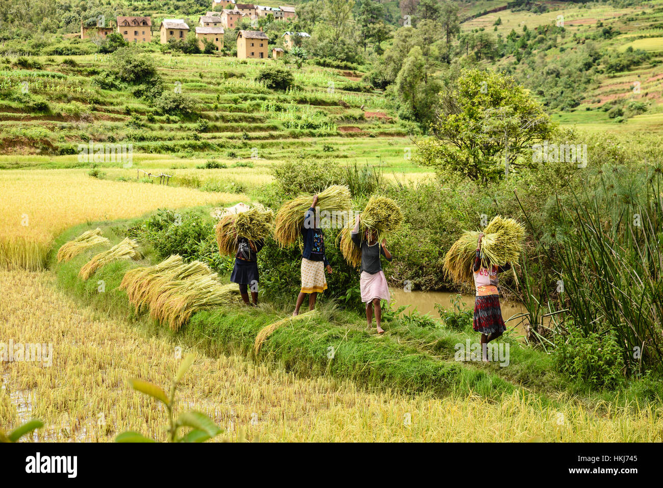 Rice women farmers hi-res stock photography and images - Alamy