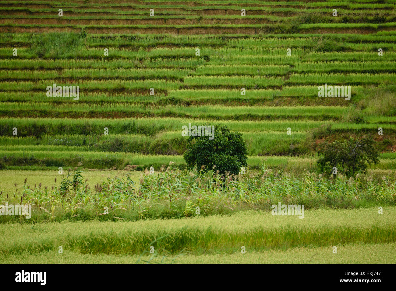 Madagascar rice terrace hi-res stock photography and images - Alamy