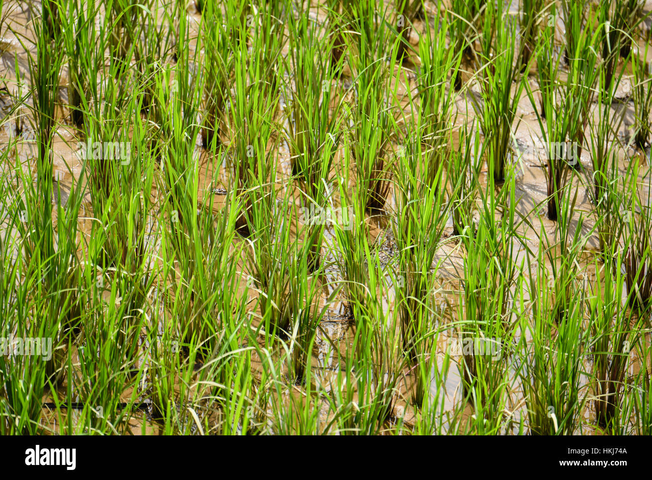 Rice (Oryza), rice cultivation, Talata-Ampano, Madagascar Stock Photo ...