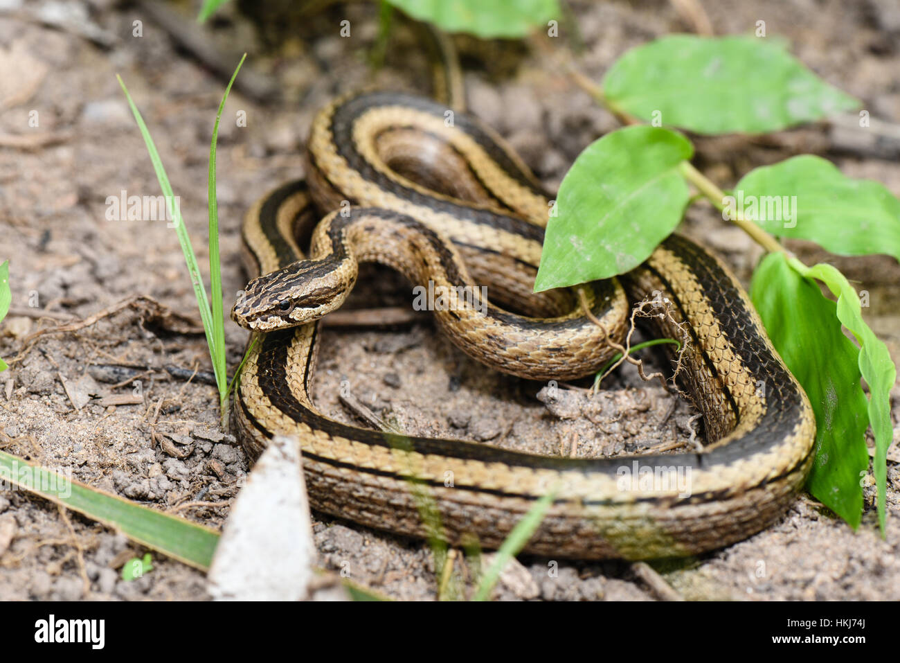 Colubrid habitat snakes hi-res stock photography and images - Alamy