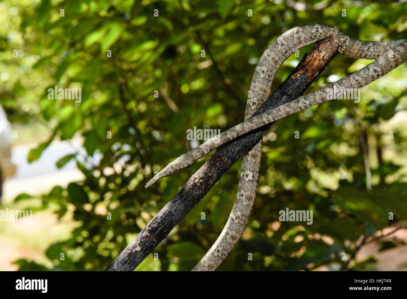 Madagascar leaf-nosed snake (Langaha madagascariensis), female ...