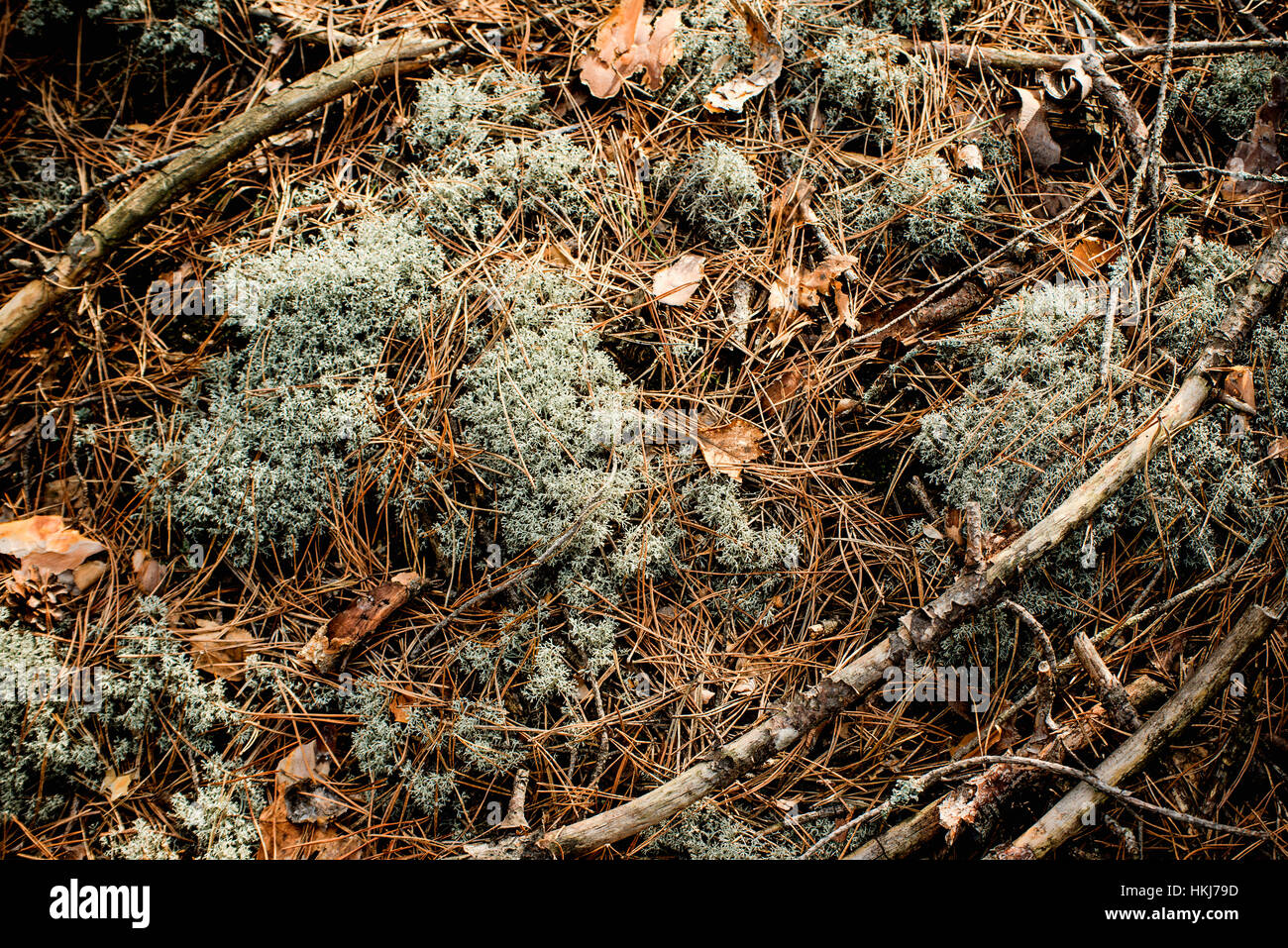 Abstract moss background Stock Photo - Alamy