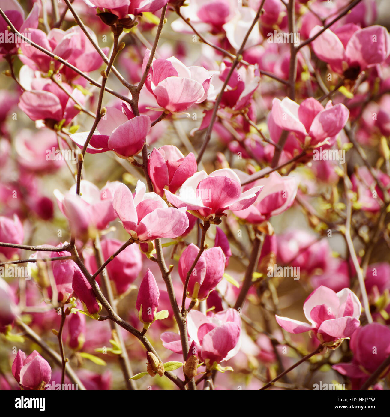 Magnolia spring flowers Stock Photo - Alamy