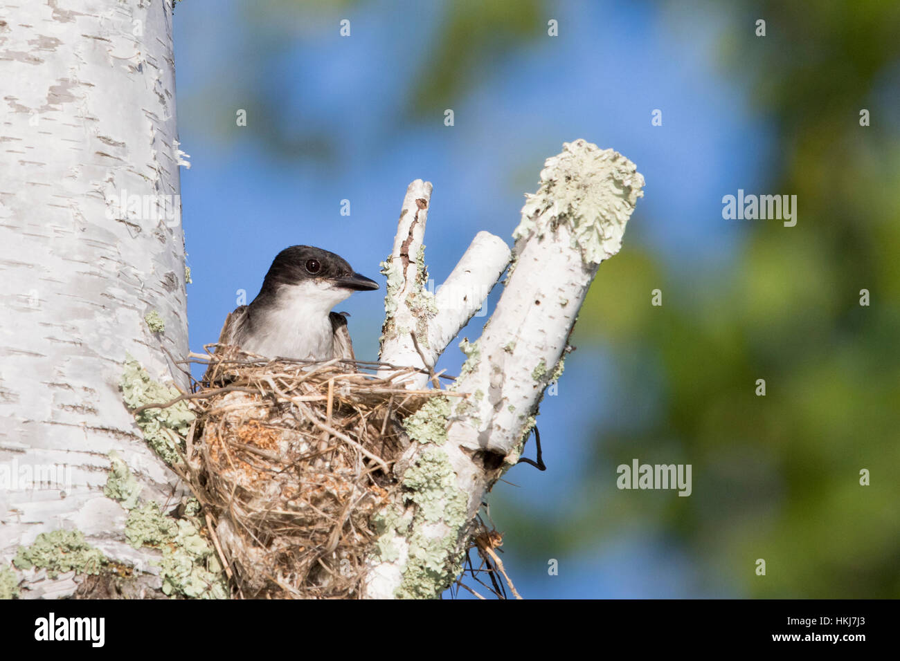 Adult kingbird on nest hi-res stock photography and images - Alamy