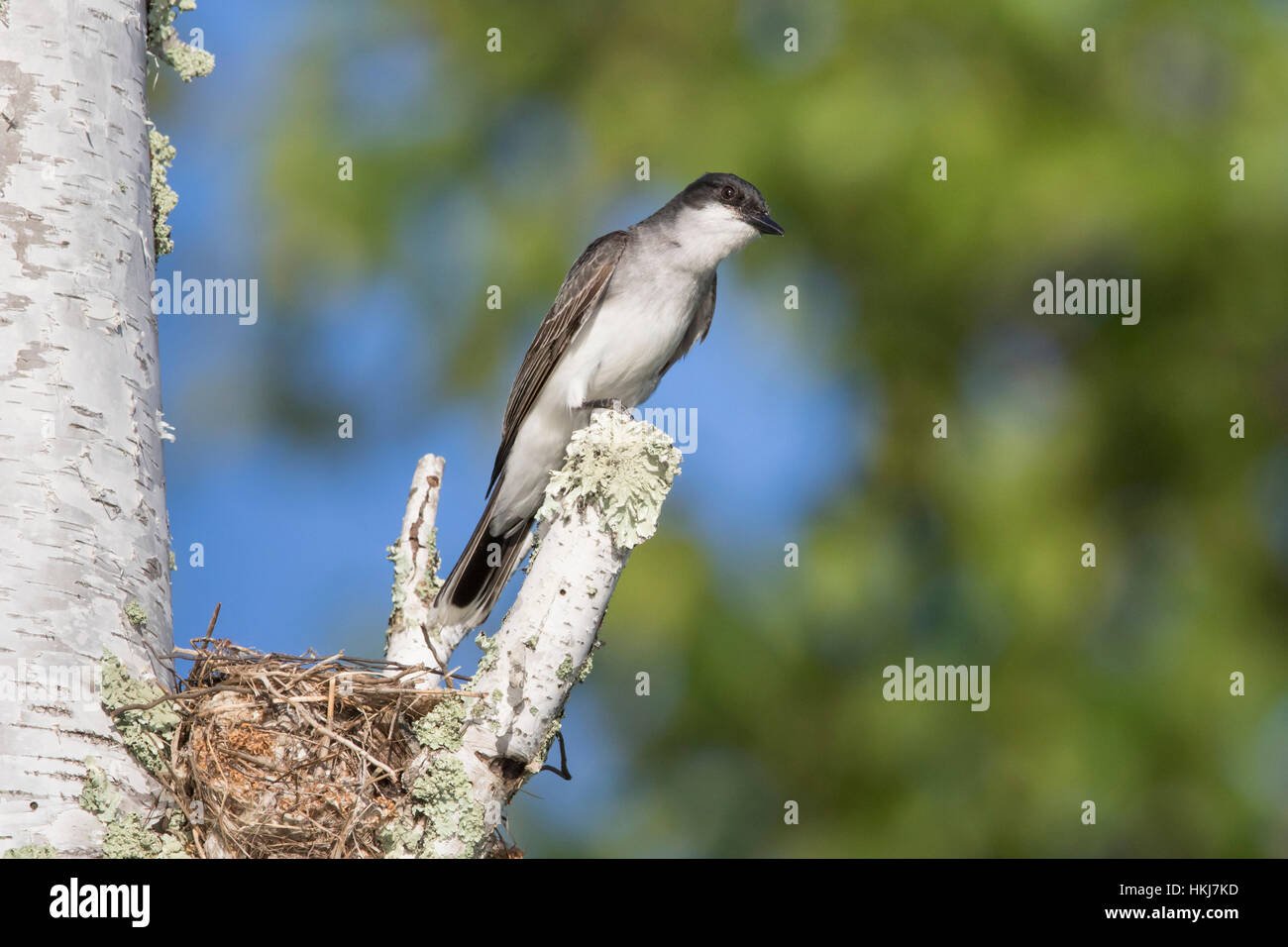 Kingbird nesting hi-res stock photography and images - Alamy