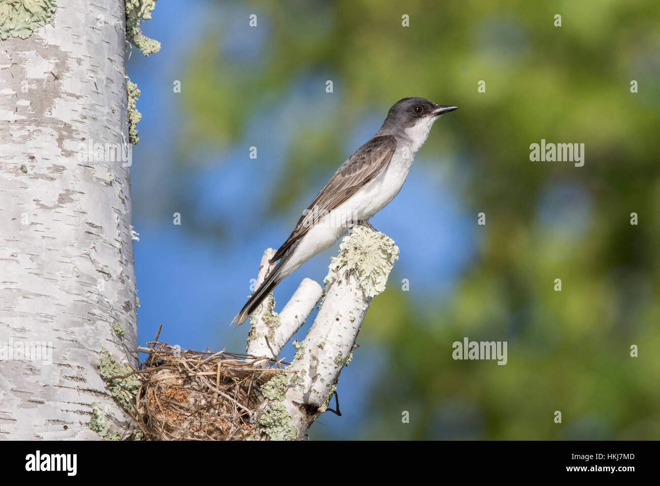 Kingbird nesting hi-res stock photography and images - Alamy