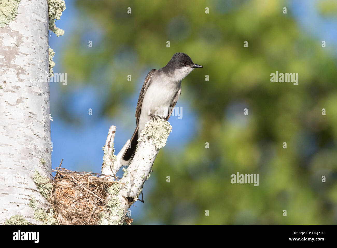 Eastern kingbird at nest site Stock Photo - Alamy