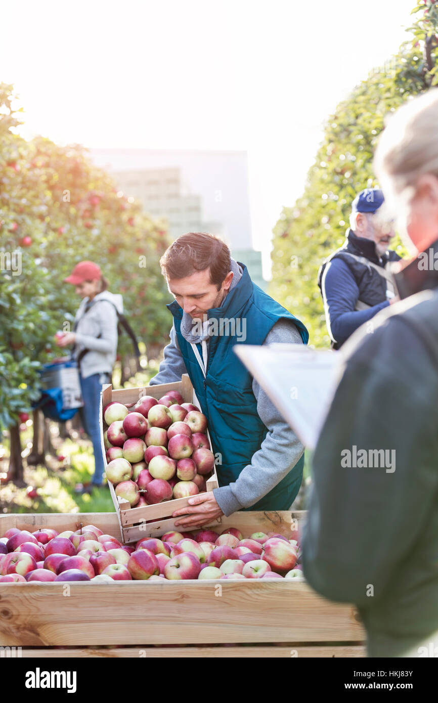 Farmers harvesting apples in orchard Stock Photo - Alamy