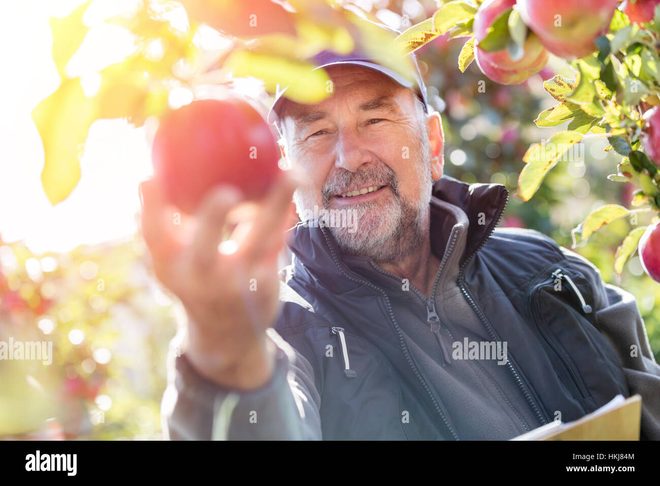 Smiling male farmer harvesting apples in sunny orchard Stock Photo - Alamy