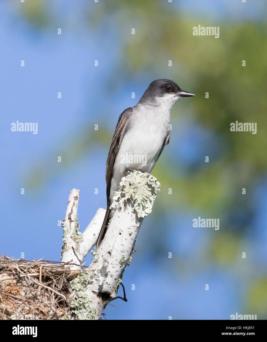 Eastern kingbird at nest site Stock Photo - Alamy