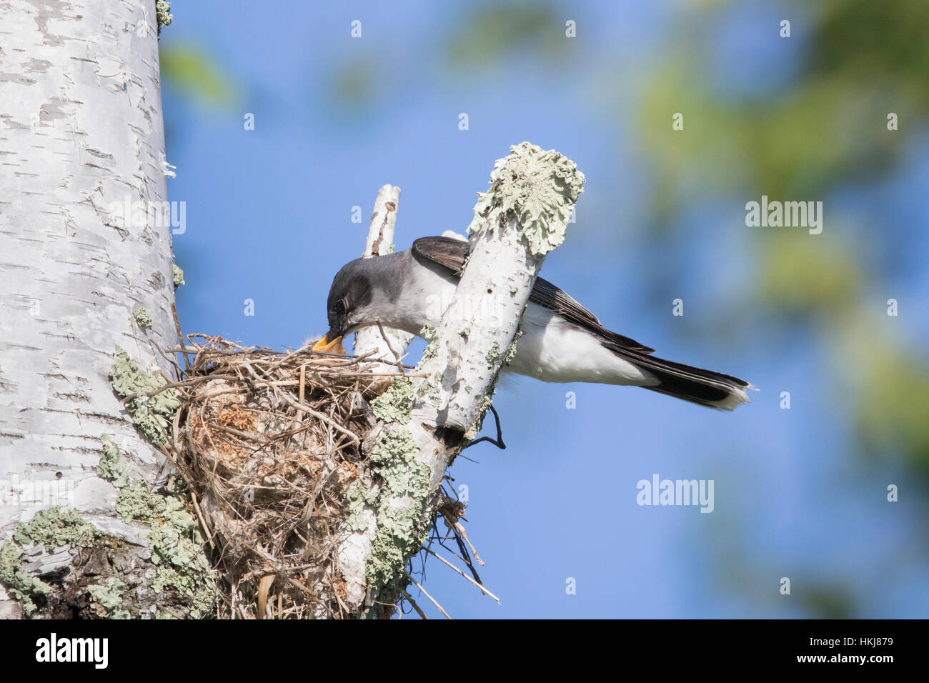 Kingbird and offspring hi-res stock photography and images - Alamy